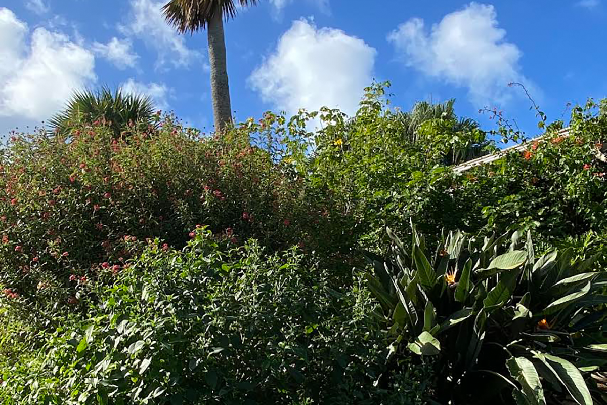 Is Bermuda the Shrub Capital of the World? – Climate Action NOW (CAN)